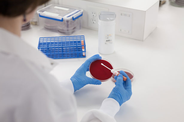 Aspergillus brasiliensis ATCC® 16404™*